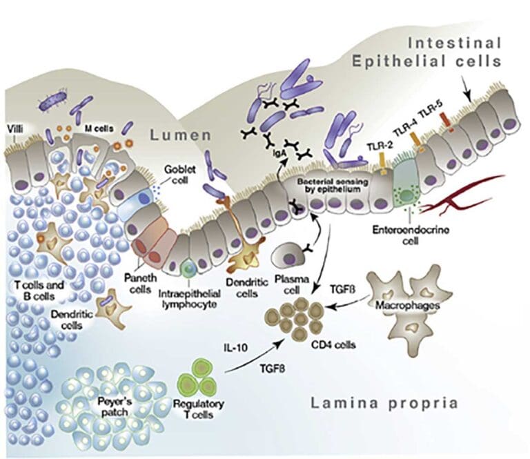 Understanding Sulforaphane - Cell-Logic - G.E.M.M Protocol