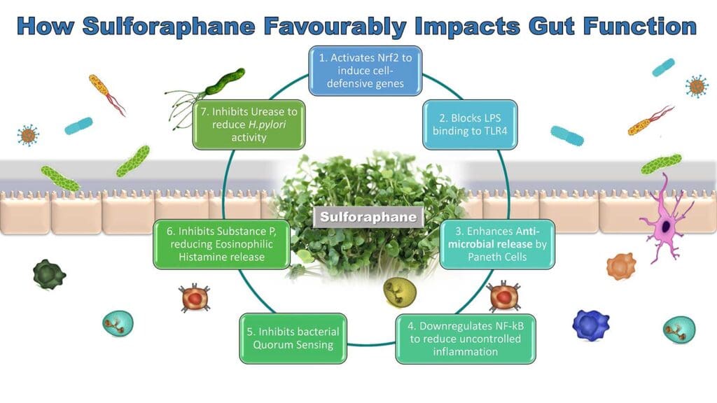 Understanding Sulforaphane - Cell-Logic - G.E.M.M Protocol